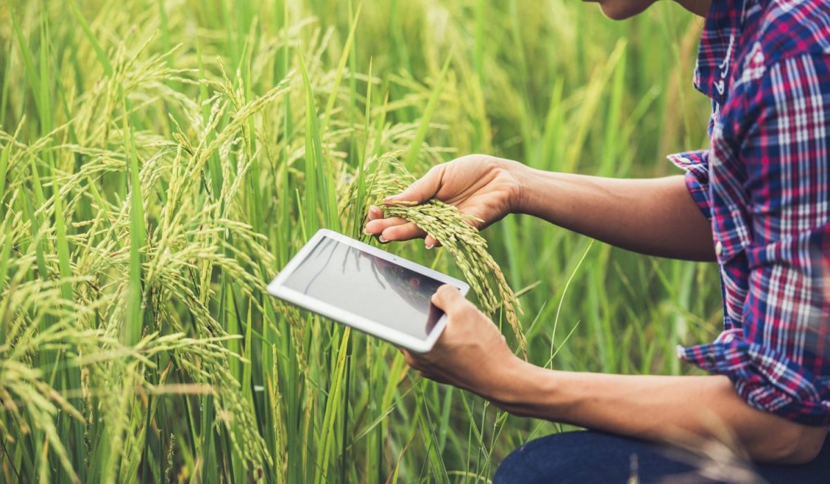 About us – NovaDev